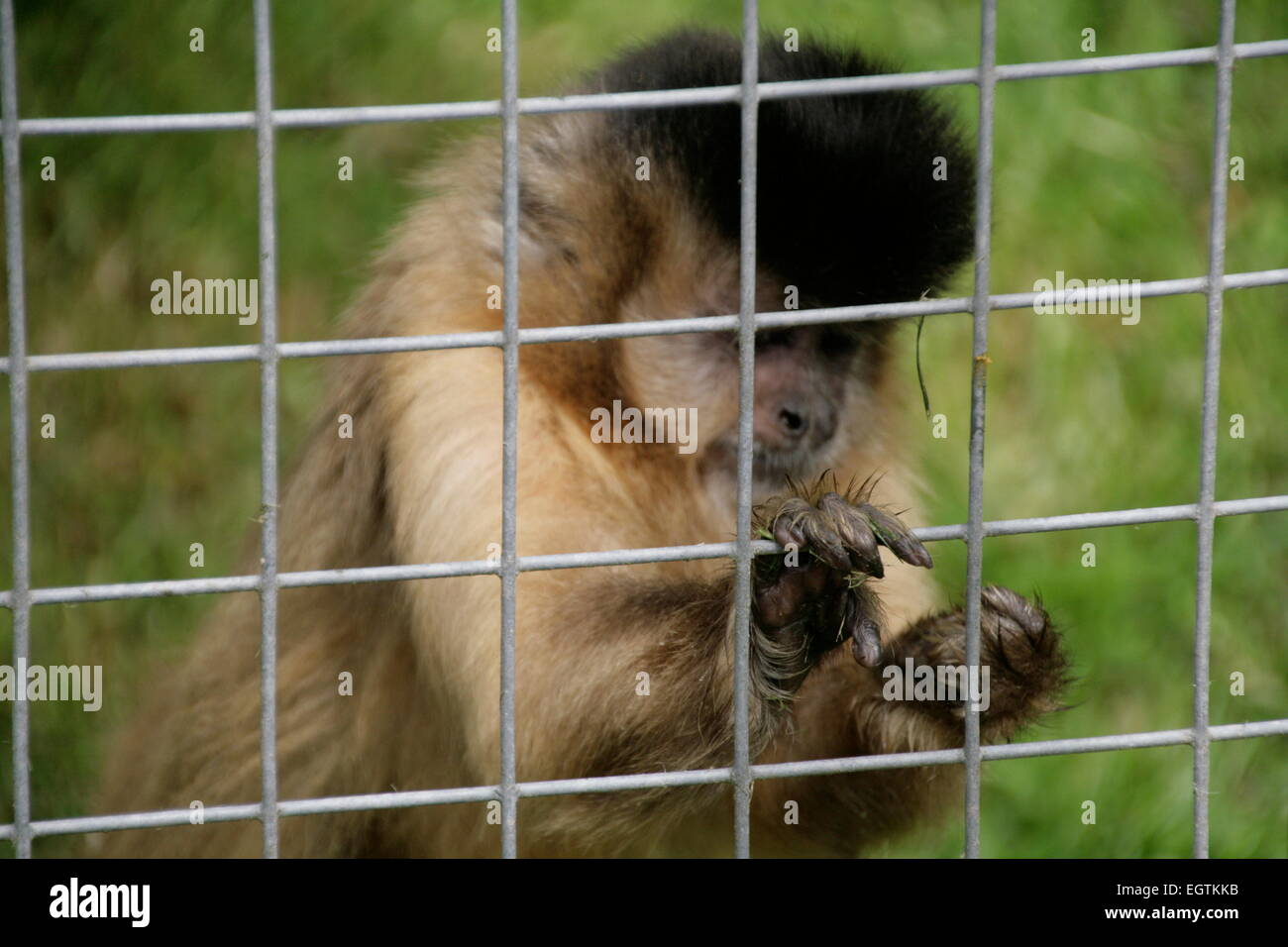 Monkey sanctuary looe hi-res stock photography and images - Alamy