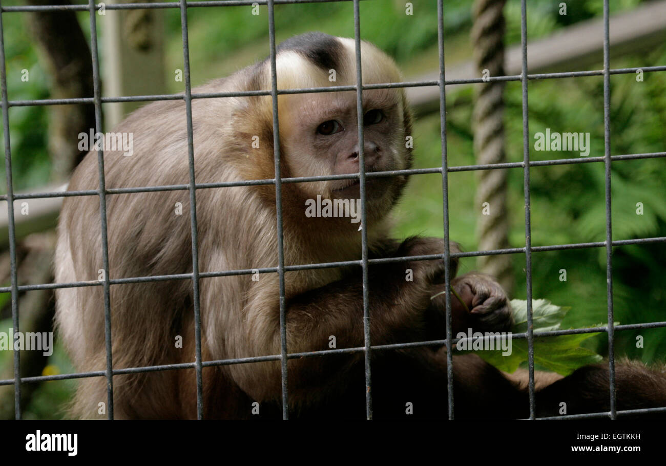 A rescued weeper capuchin monkey looks out from his cage at the Monkey ...