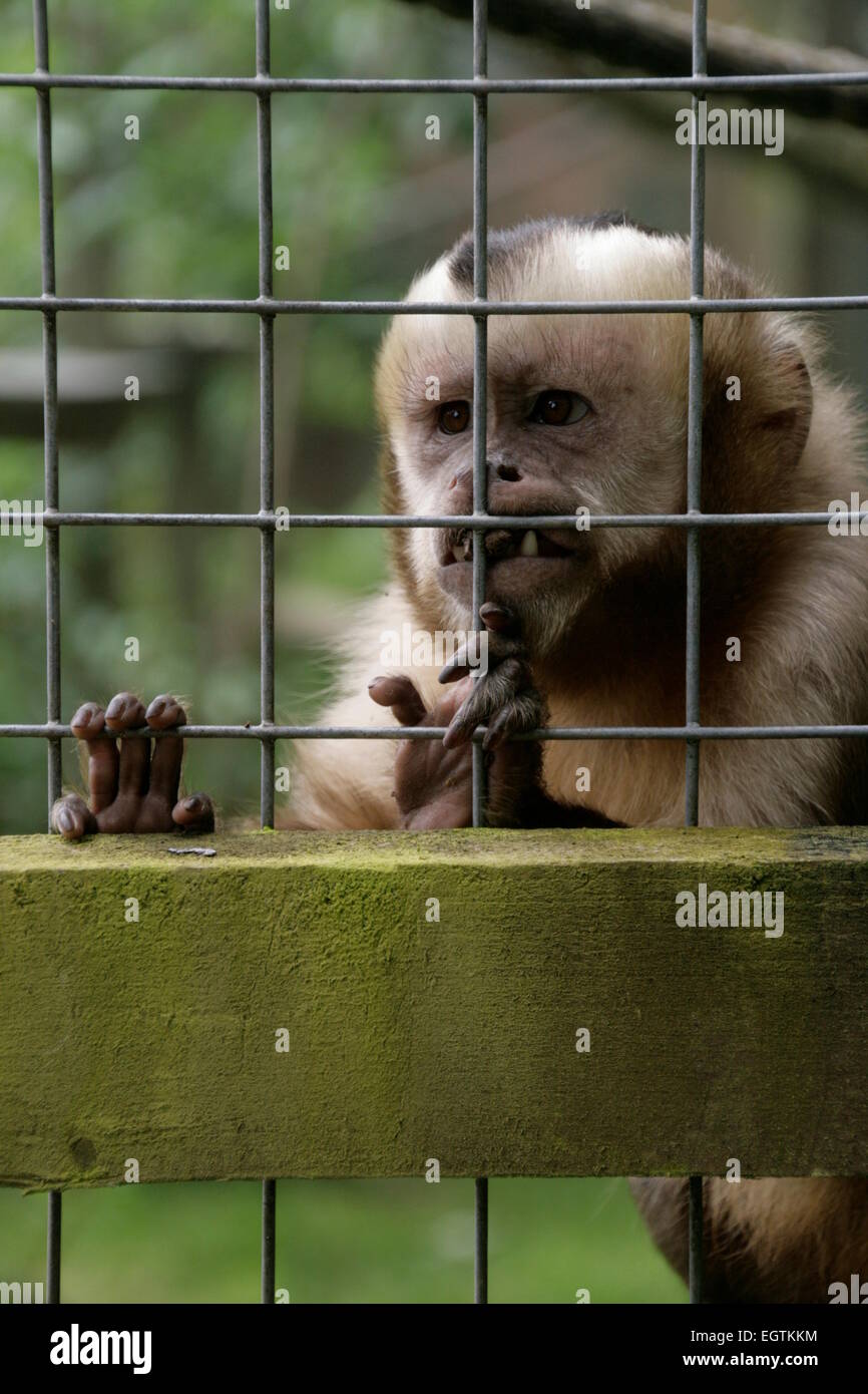 A rescued weeper capuchin monkey looks out from his cage at the Monkey ...