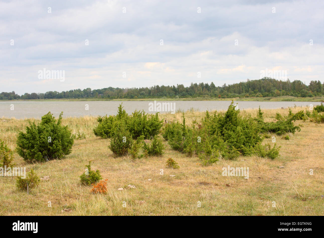 Trees juniper hi-res stock photography and images - Alamy