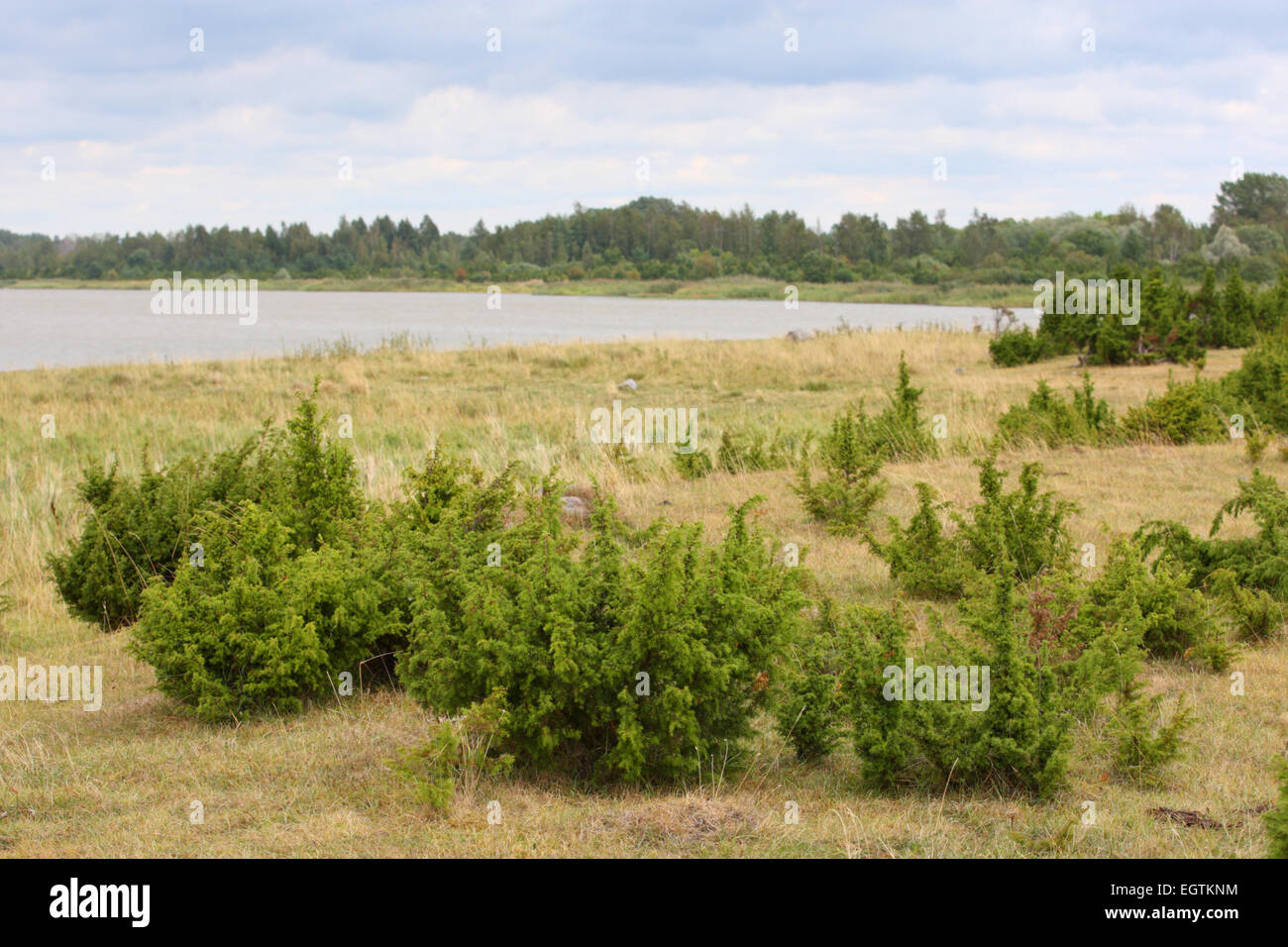 Unique landform Alvar plain with juniper trees in Matsalu National Park ...