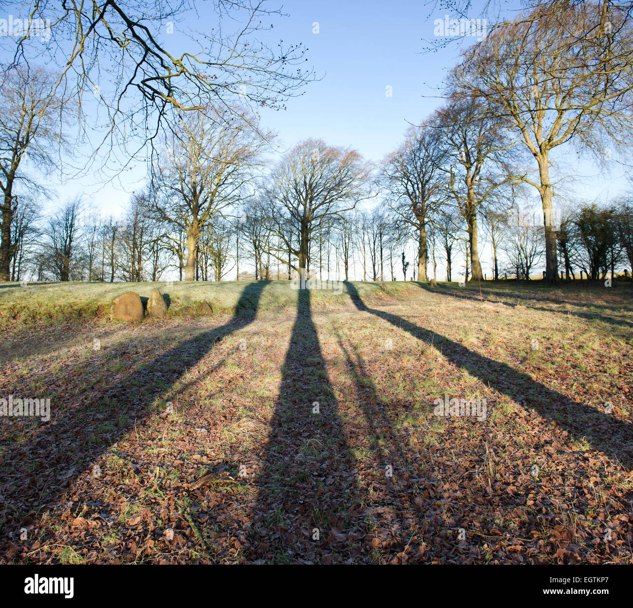 Tree shadow long shadows hi-res stock photography and images - Alamy
