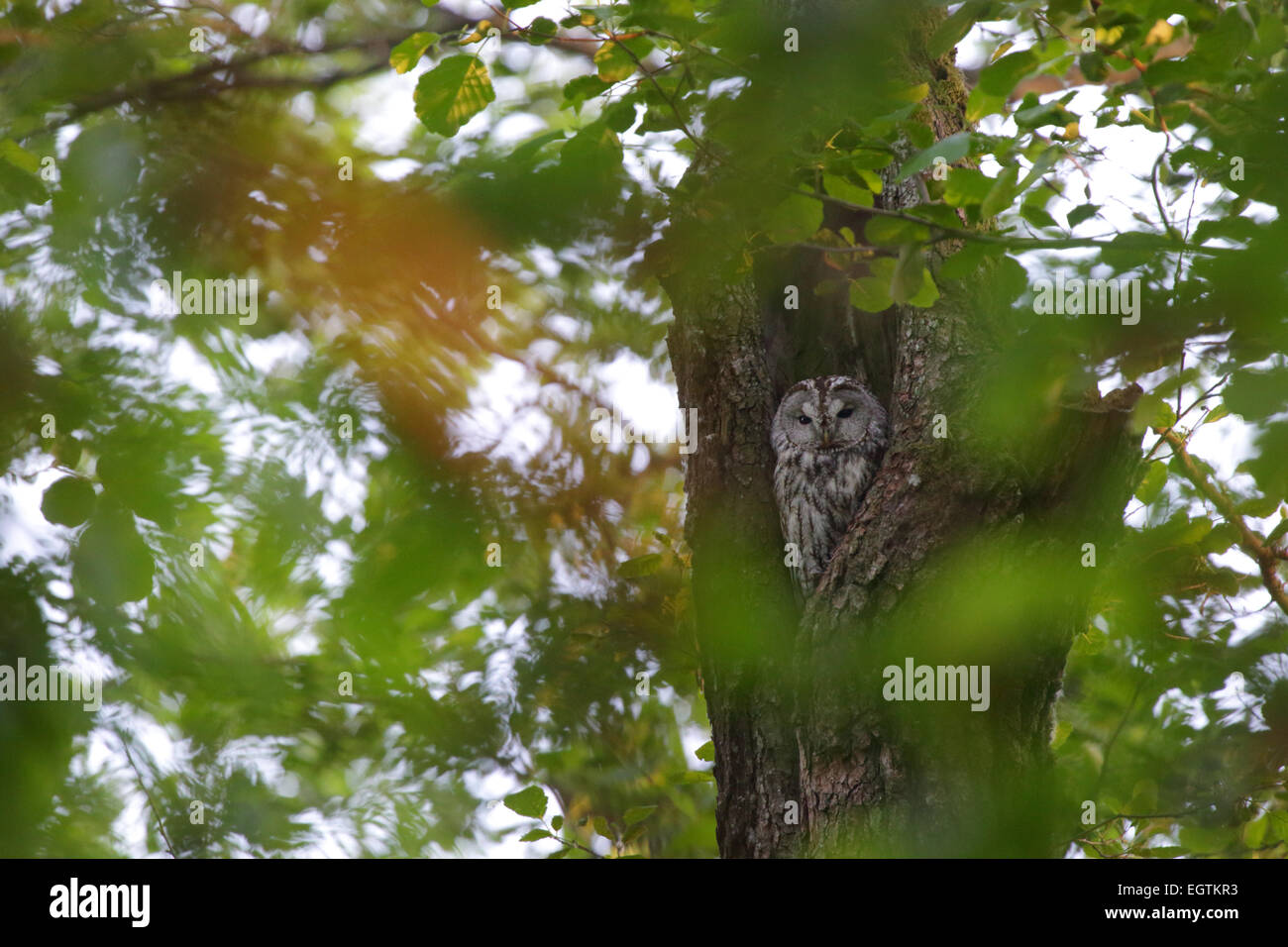 Tawny owl in tree hole hi-res stock photography and images - Alamy
