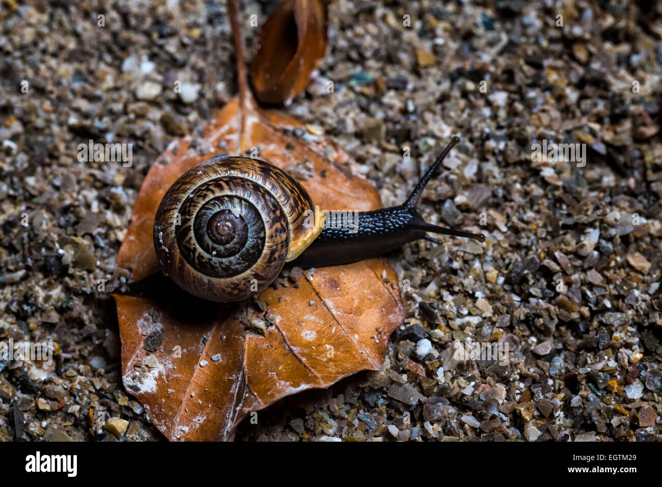 Snail on an Autumn Background. Closeup Stock Photo - Alamy