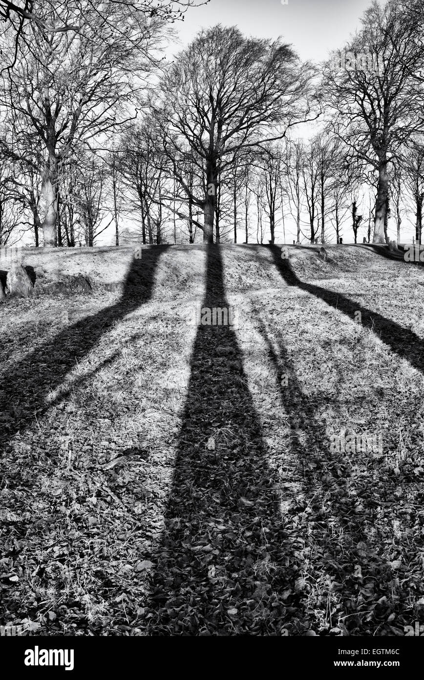 Tree shadow long shadows hi-res stock photography and images - Alamy