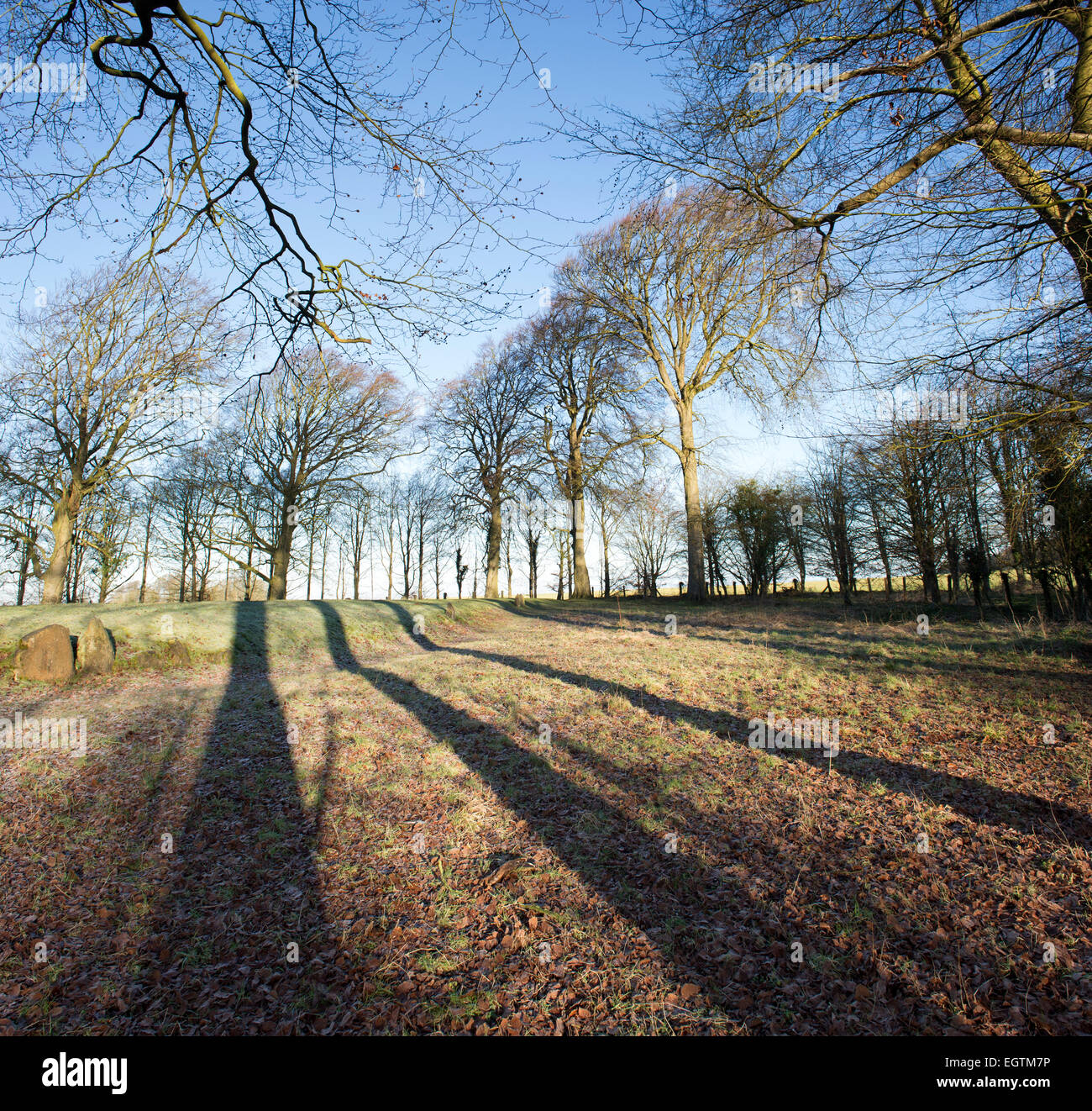 Winter tree shadows at Waylands Smithy. Neolithic long barrow and ...