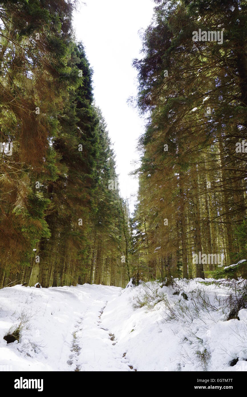 Tree's, winter landscape Stock Photo - Alamy