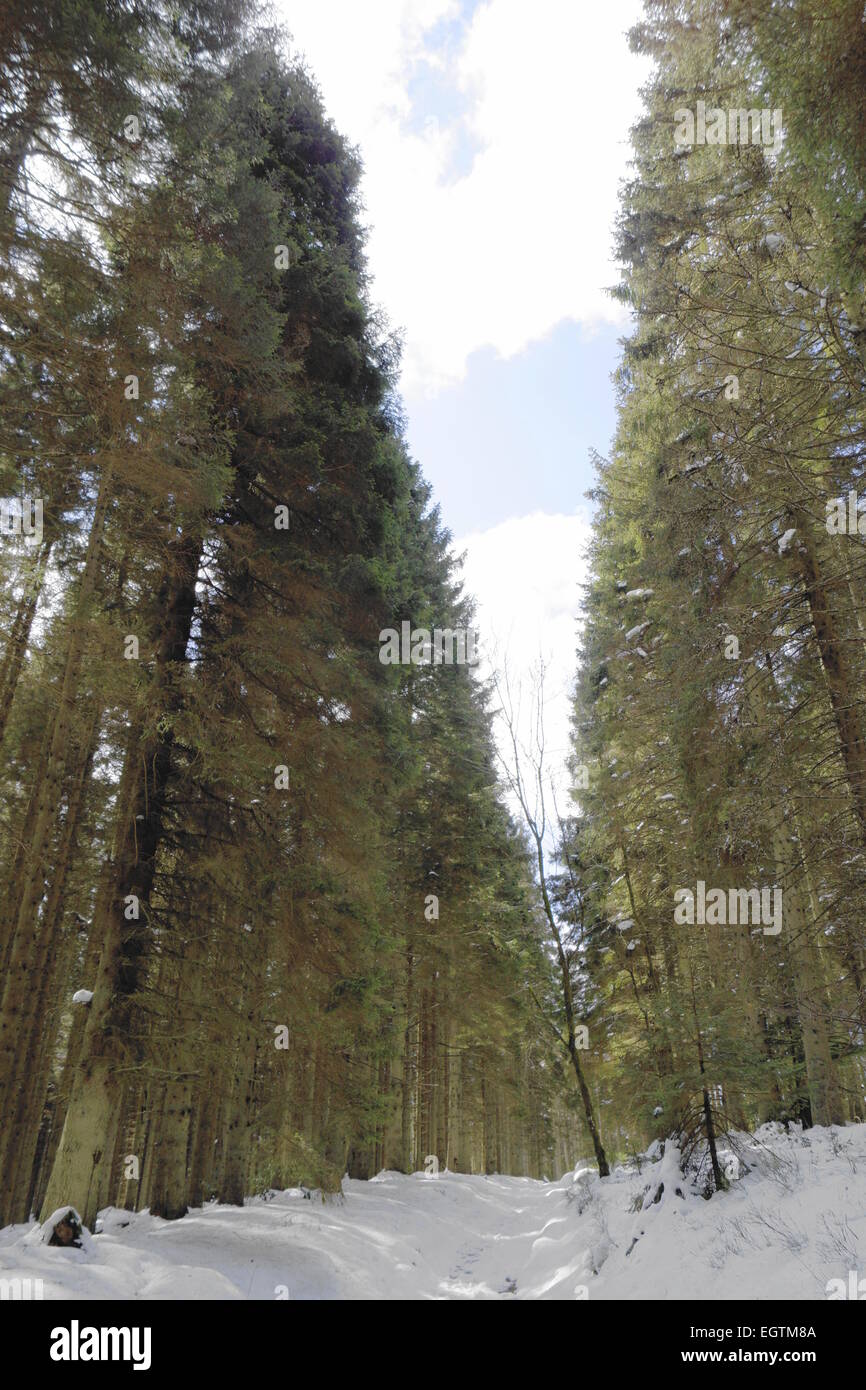 Tree's, winter landscape Stock Photo - Alamy