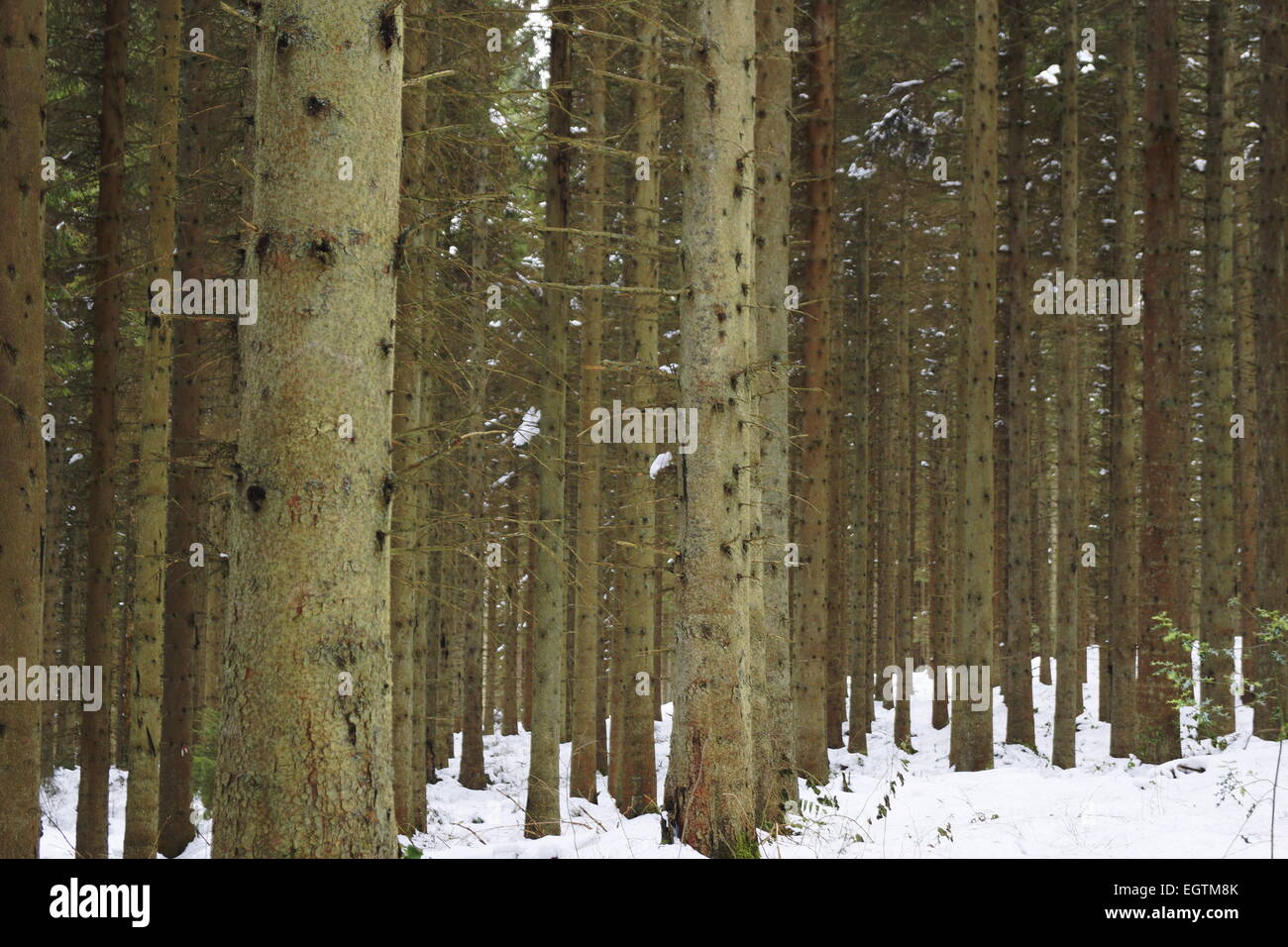 Thick tree trunks dense hi-res stock photography and images - Alamy