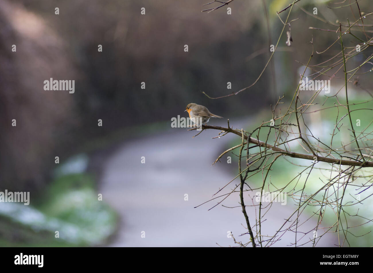 Robin in tree hi-res stock photography and images - Alamy