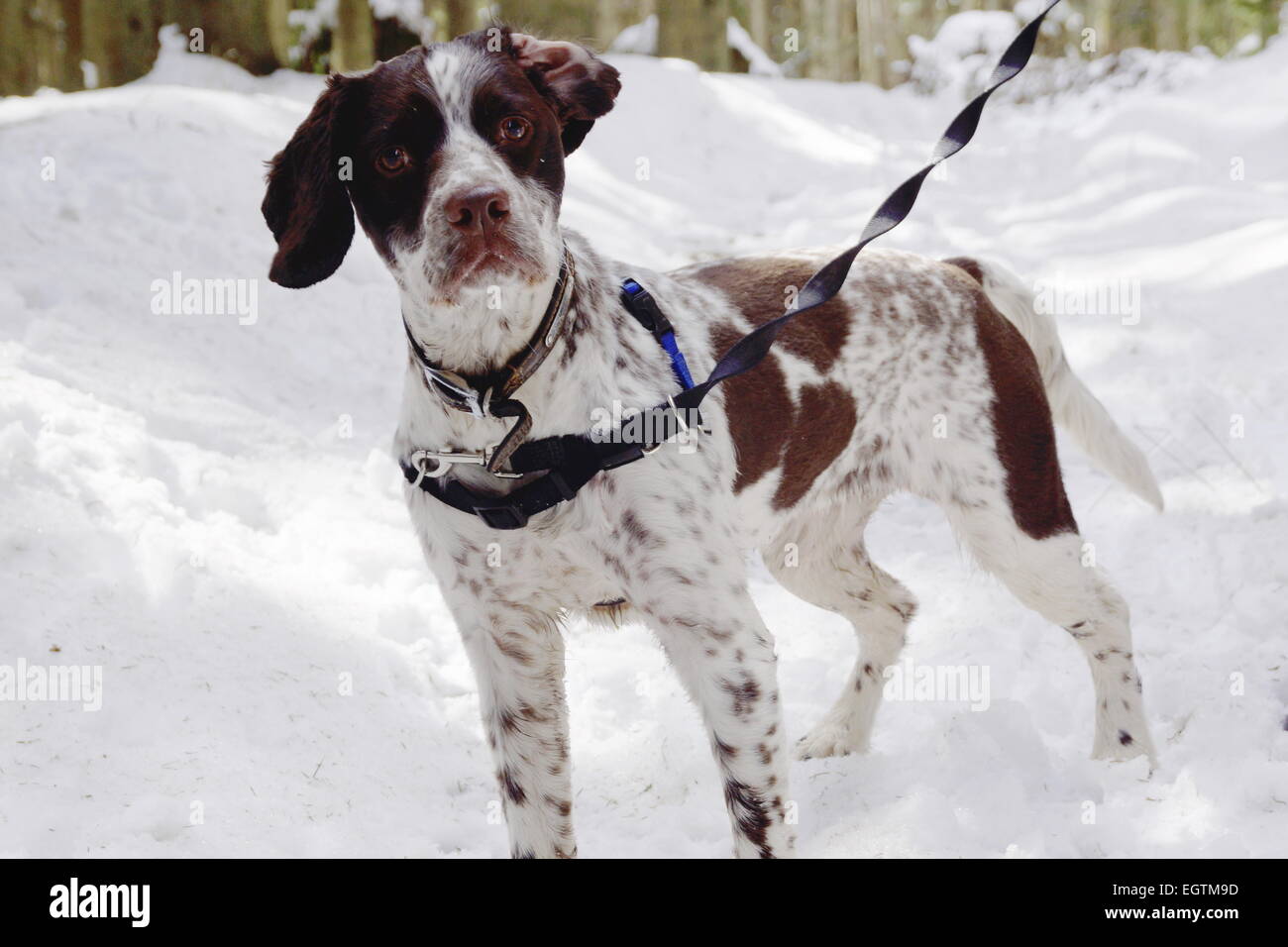 Springer Spaniel in winter woodland Stock Photo - Alamy