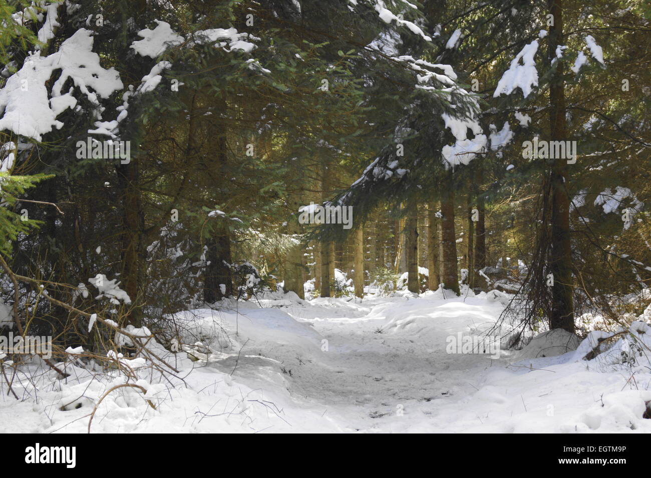Walk through the forest hi-res stock photography and images - Alamy