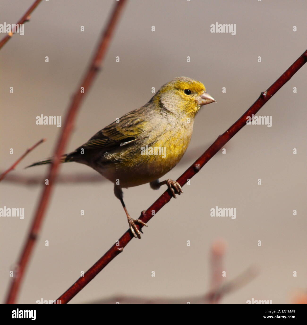 Wild canary hi-res stock photography and images - Alamy