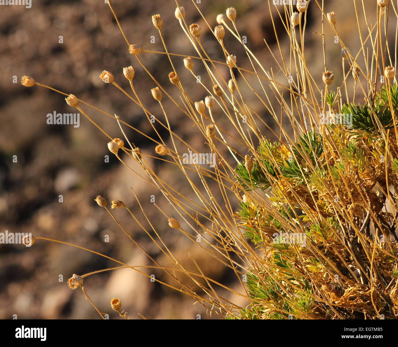Teide national park and flowers hi-res stock photography and images - Alamy