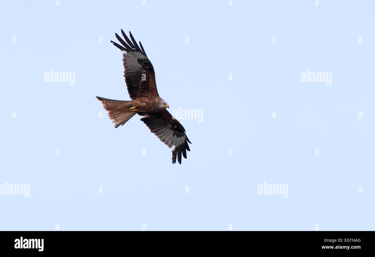 Raptor flight hi-res stock photography and images - Alamy