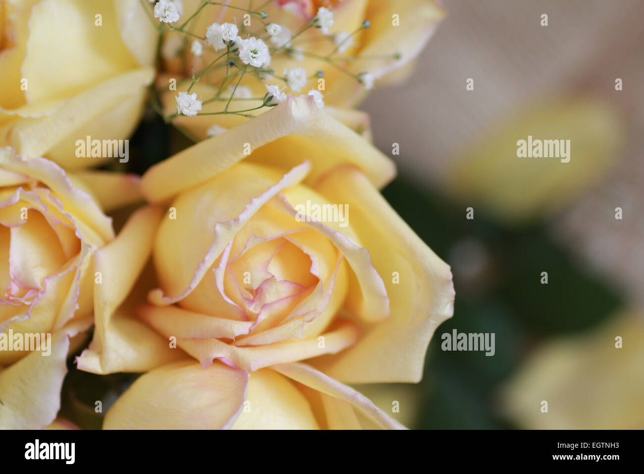 Pale Yellow Rose Bouquet Stock Photo - Alamy