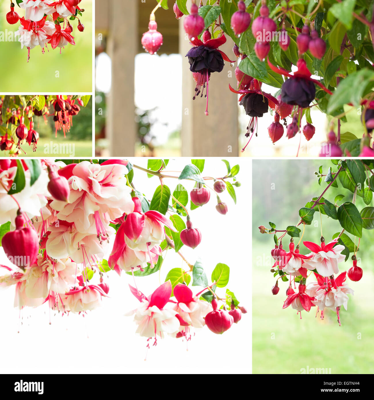 Fuscia hi-res stock photography and images - Alamy
