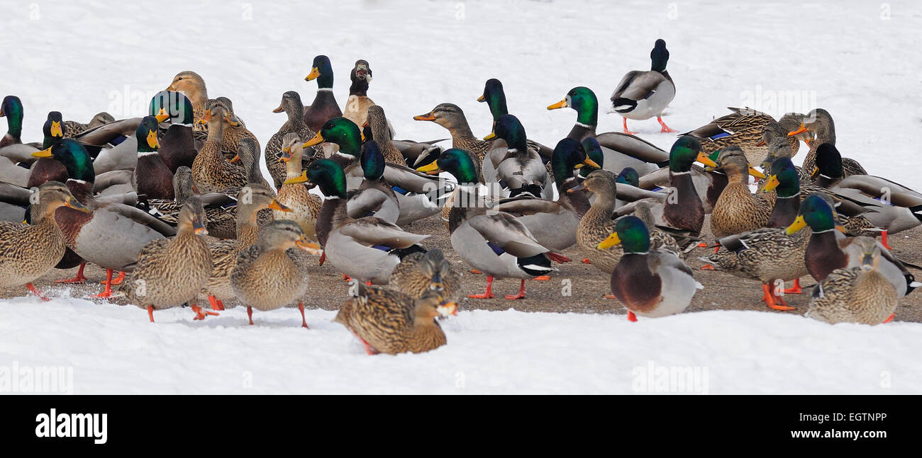 Large group of mallard ducks hi-res stock photography and images - Alamy