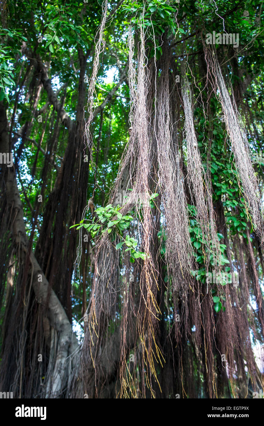 root tree green old ages branches divided earth ground Stock Photo - Alamy