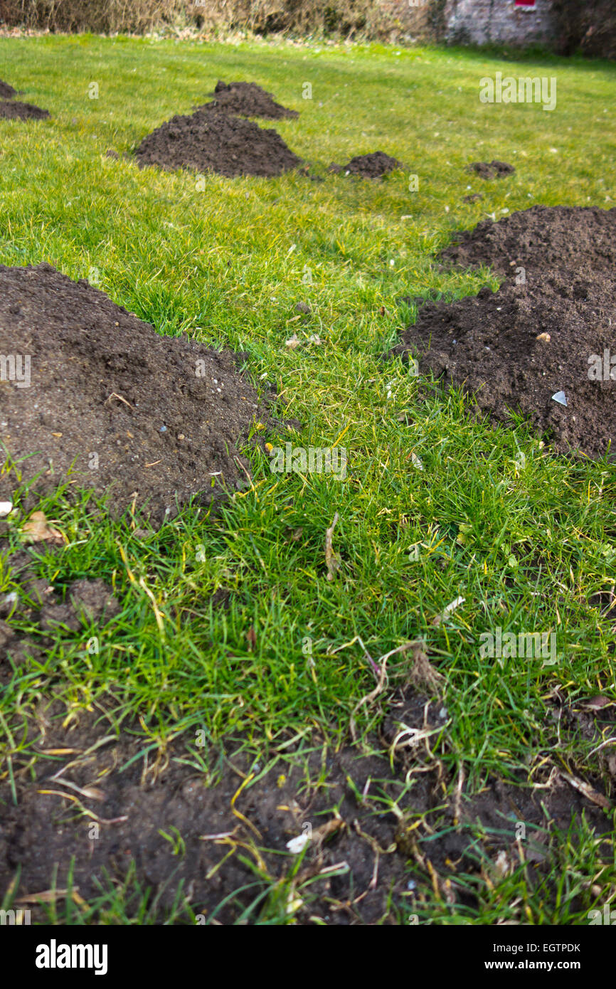 Molehill hi-res stock photography and images - Alamy
