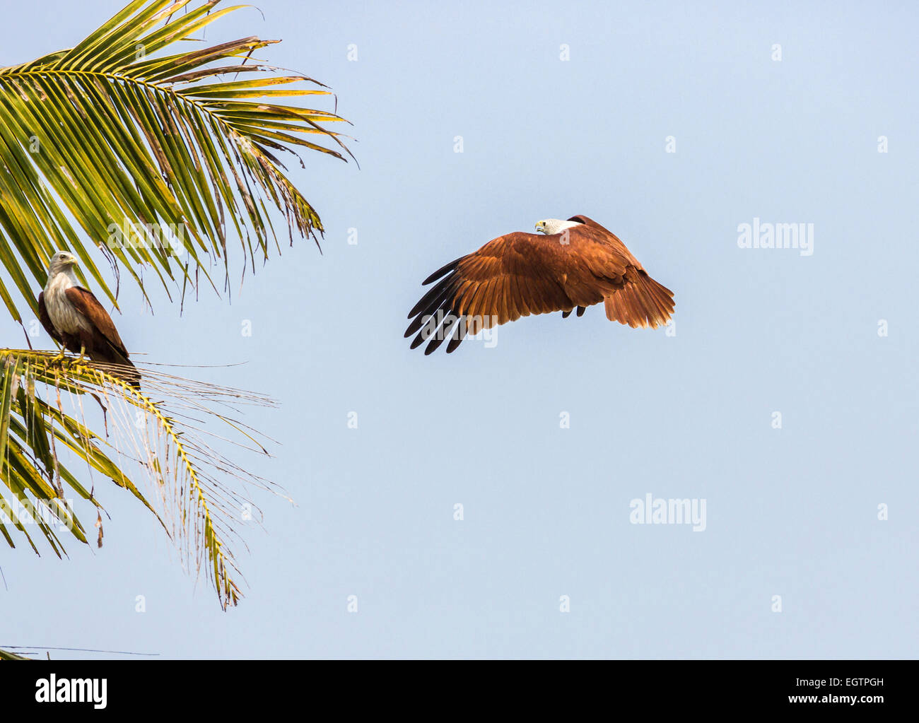 Tribal Eagle Flying Tribal Eagle Images – Browse 63,611 Stock