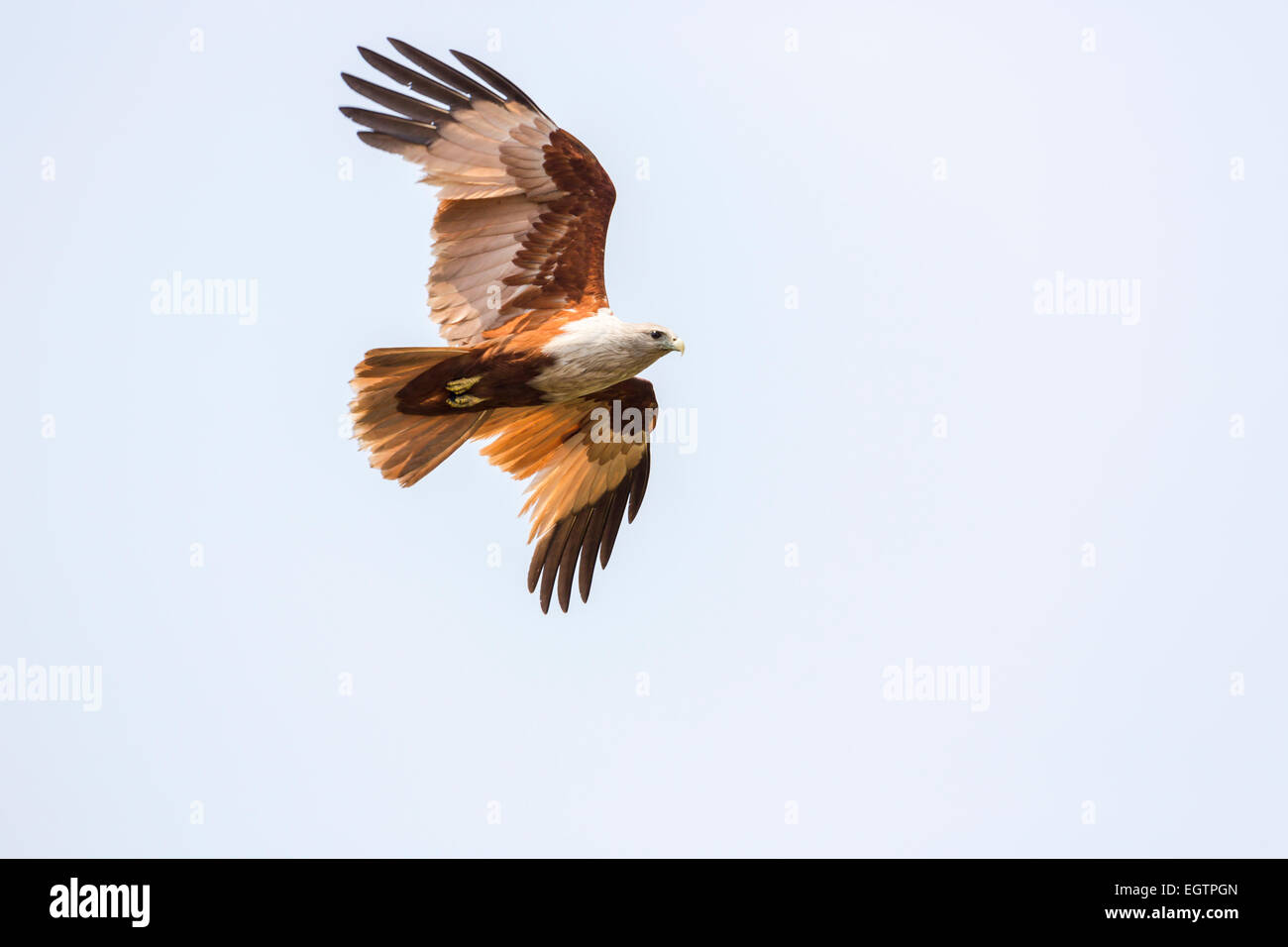 Brahminy kite haliastur indus in hi-res stock photography and images ...