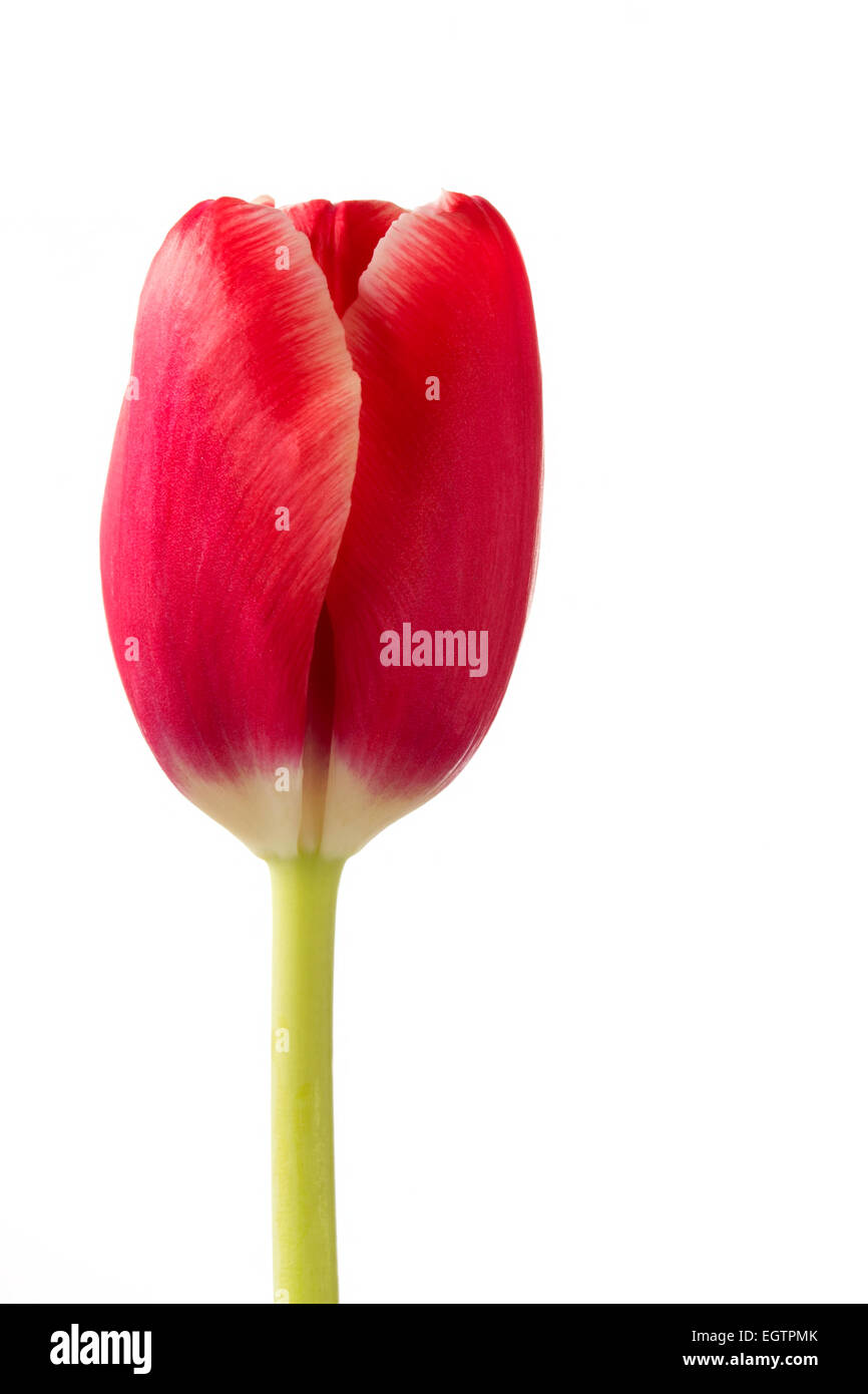 Red tulip flower hi-res stock photography and images - Alamy