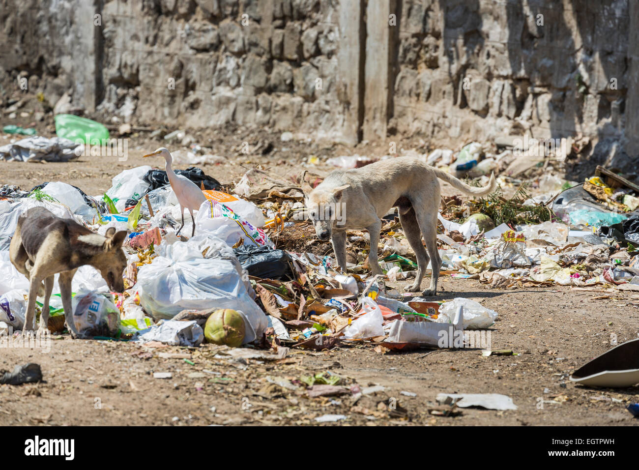 Indian stray dogs hi-res stock photography and images - Alamy