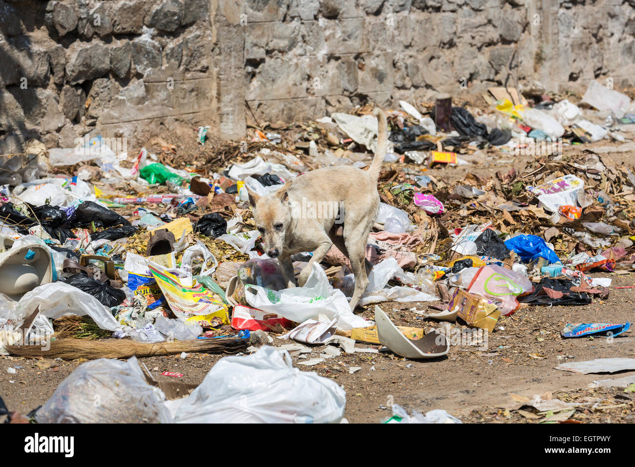 Stray dog garbage hi-res stock photography and images - Alamy