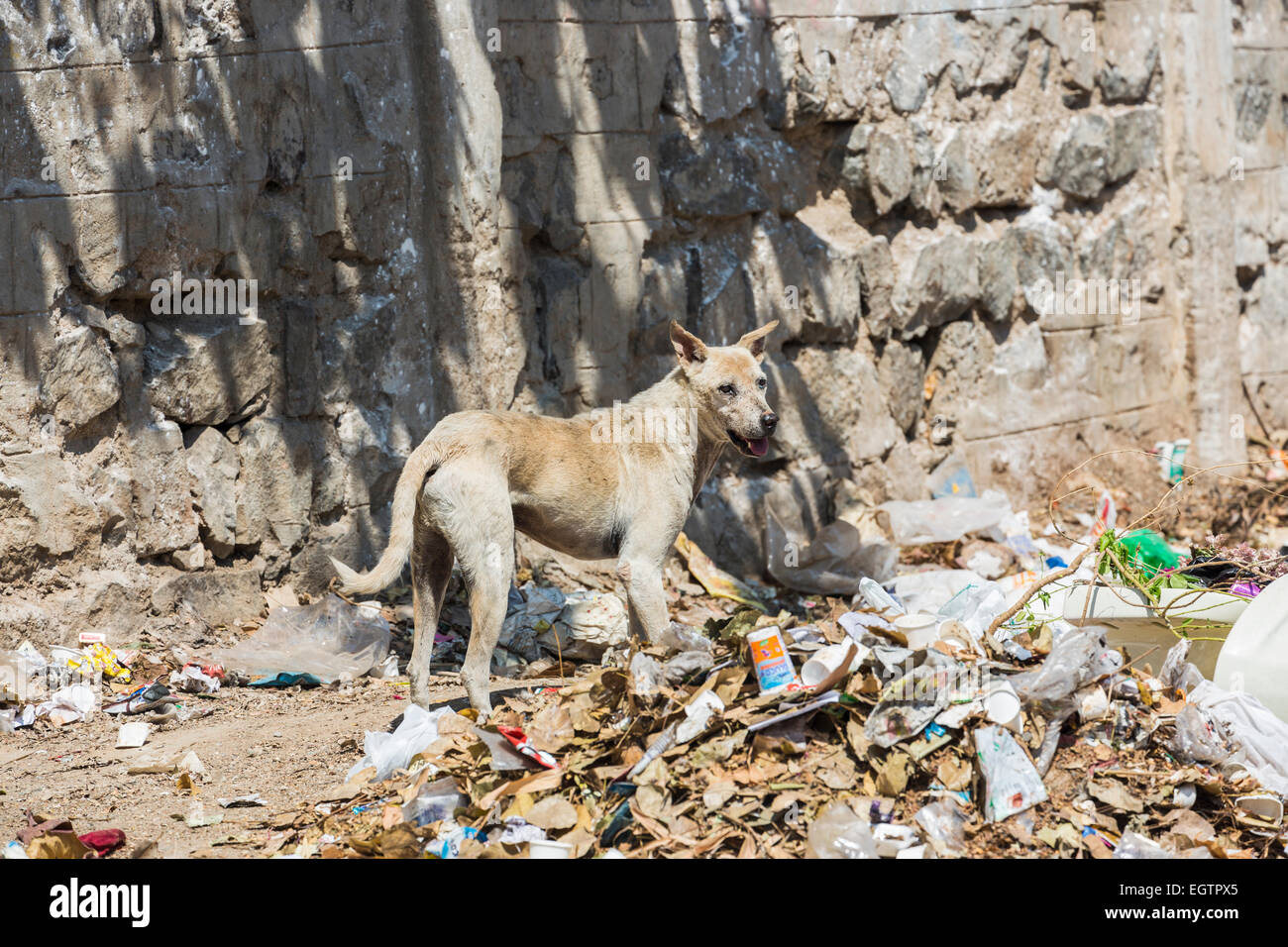 Thin, mangy stray dog scavenging in a filthy rubbish dump in a poor ...