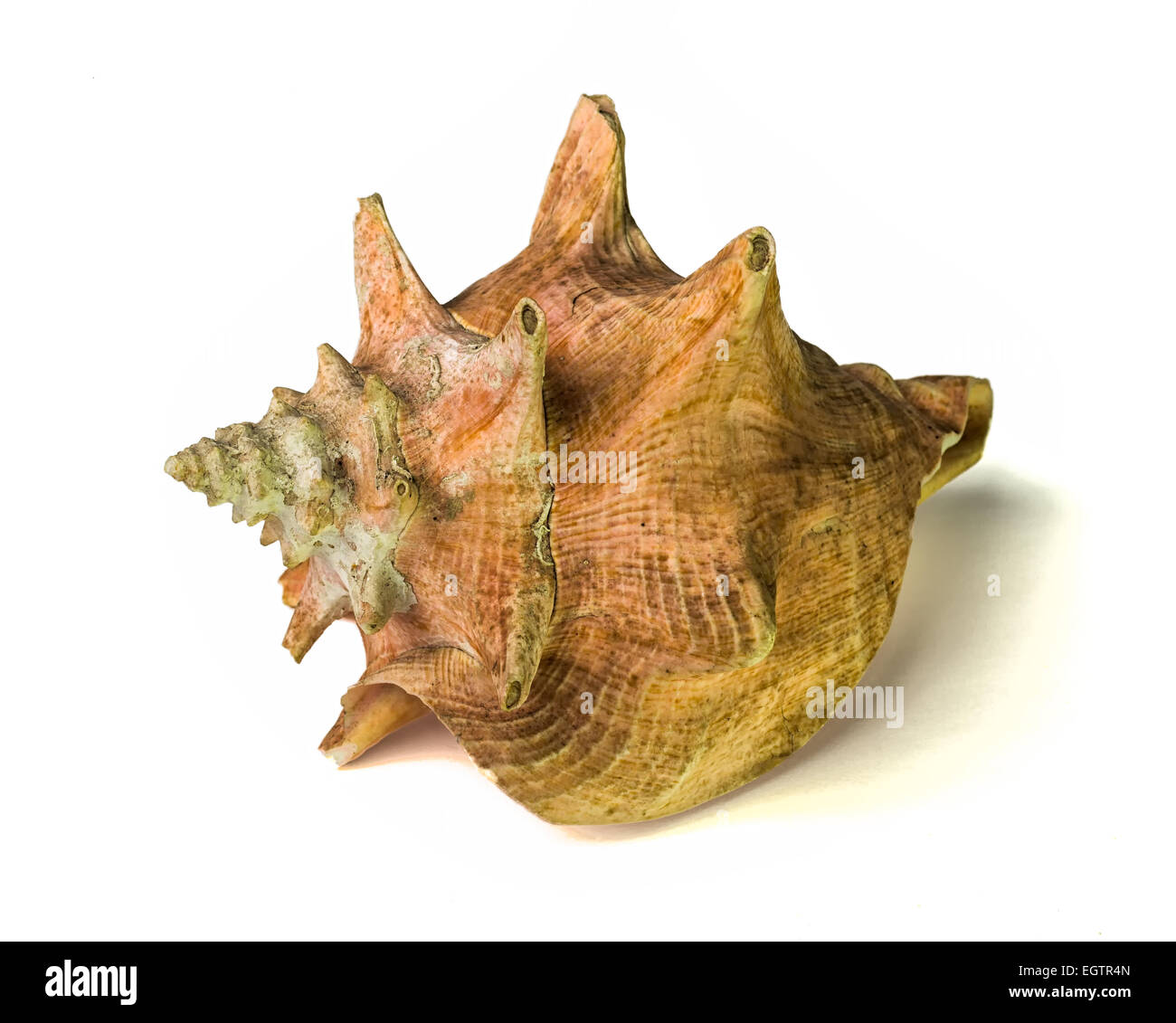Shell sea shape nature home hi-res stock photography and images - Alamy