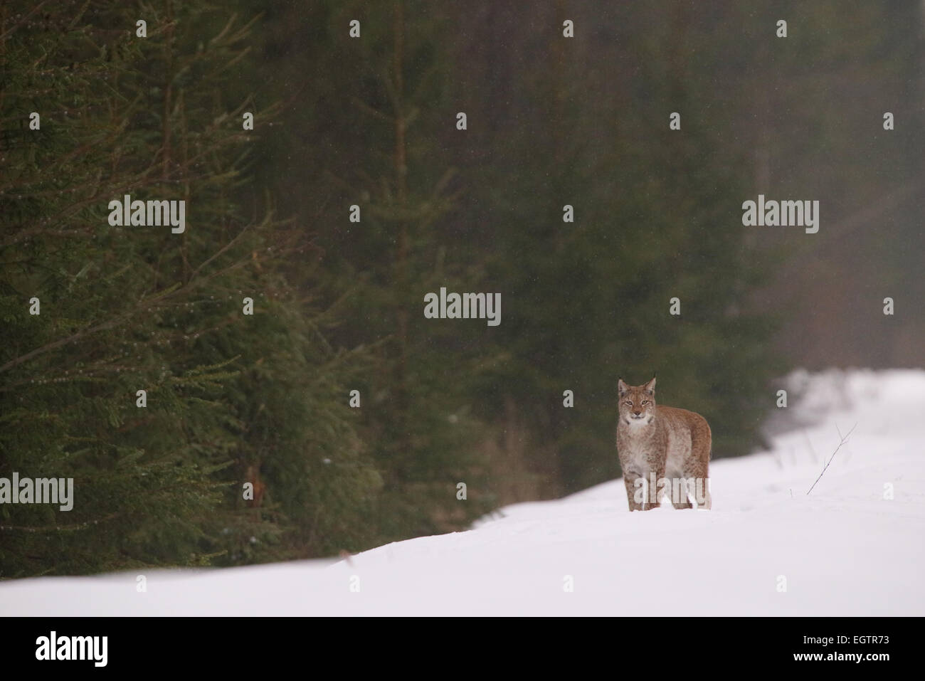 Wild and free elusive Lynx (Felis lynx), Estonia, Europe Stock Photo ...