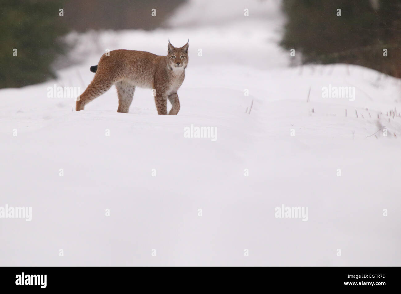 Wild and free elusive Lynx (Felis lynx), Estonia, Europe Stock Photo ...