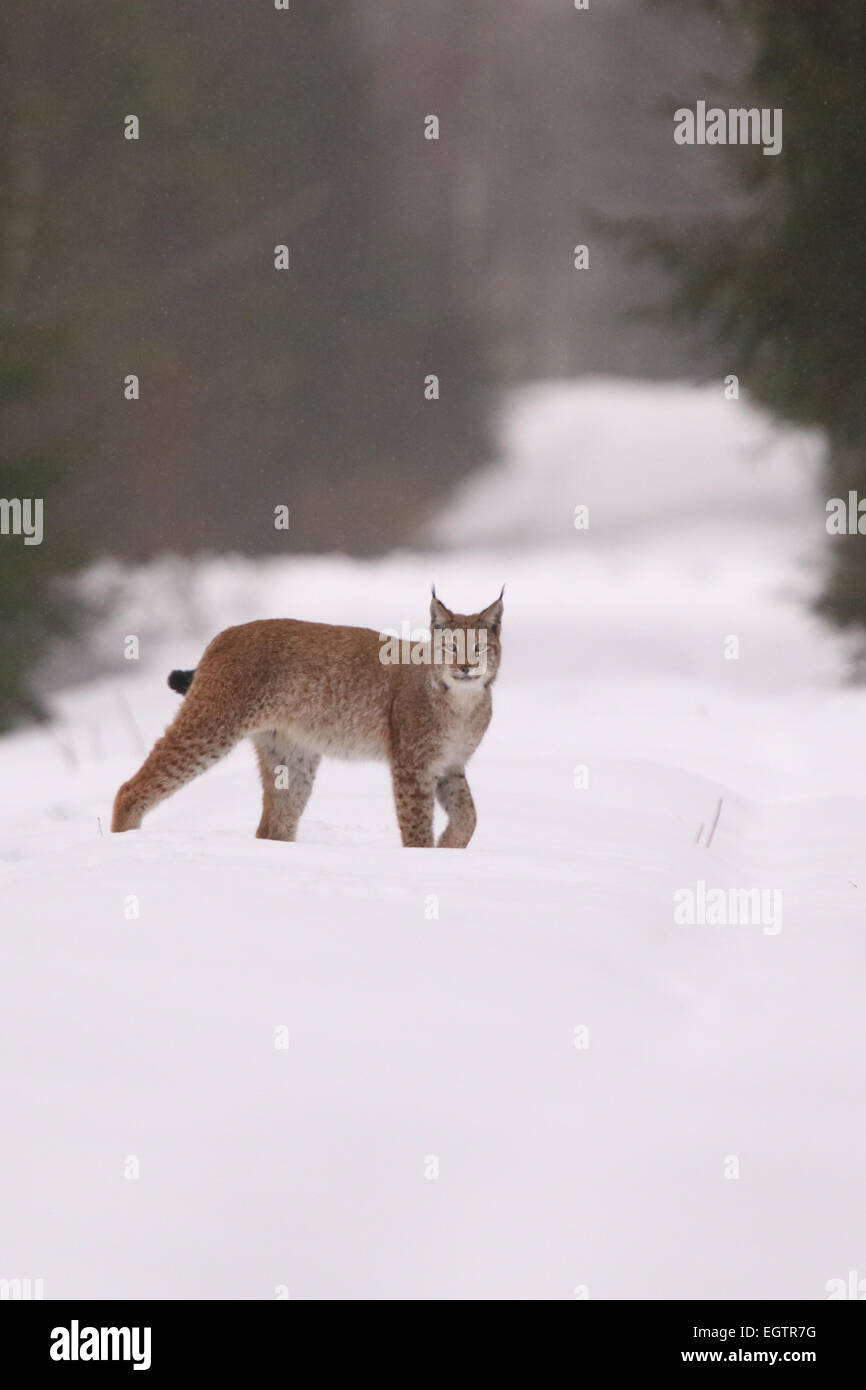 Wild and free elusive Lynx (Felis lynx), Estonia, Europe Stock Photo ...