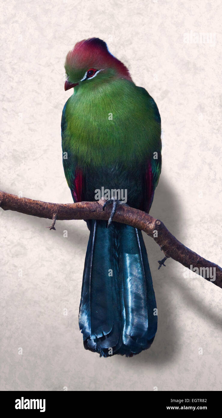 Fischer's Turaco (tauraco fischeri Stock Photo - Alamy