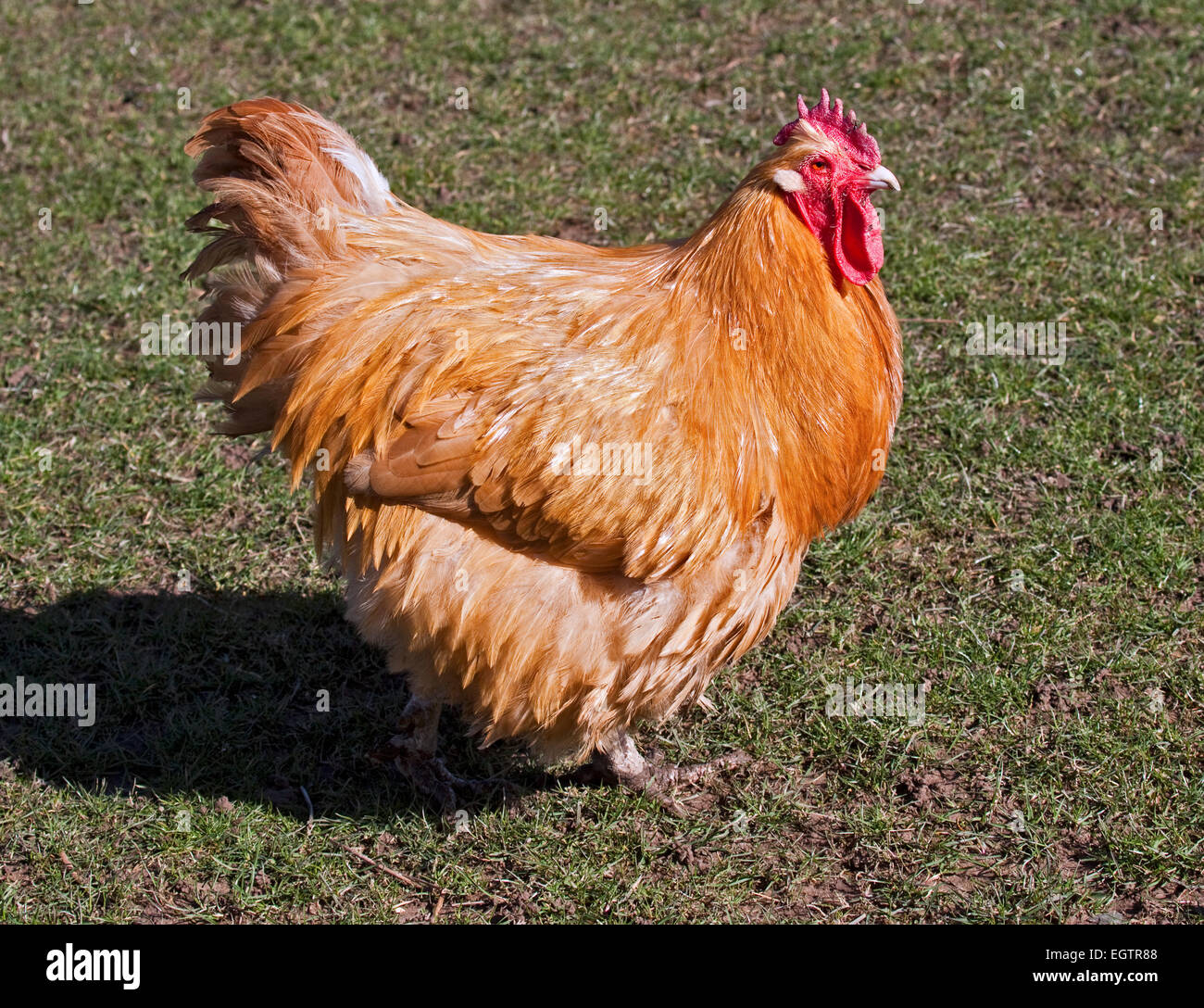 Gold Chicken, UK Stock Photo - Alamy
