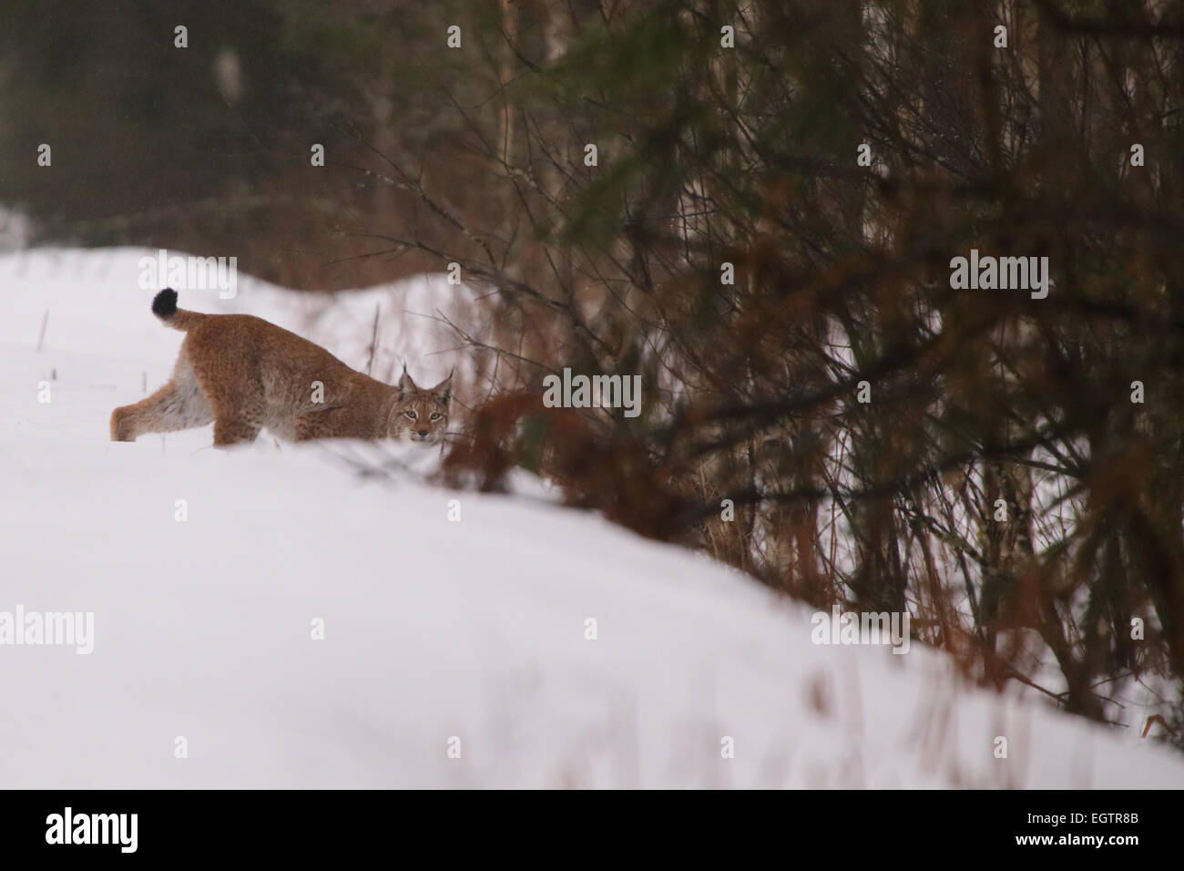 Elusive wild Lynx (Felis lynx), Europe Stock Photo - Alamy