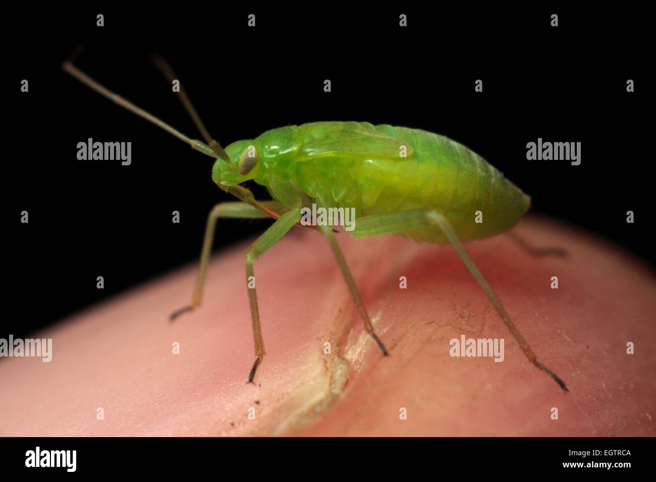 Frog Hopper Nymph Stock Photo - Alamy