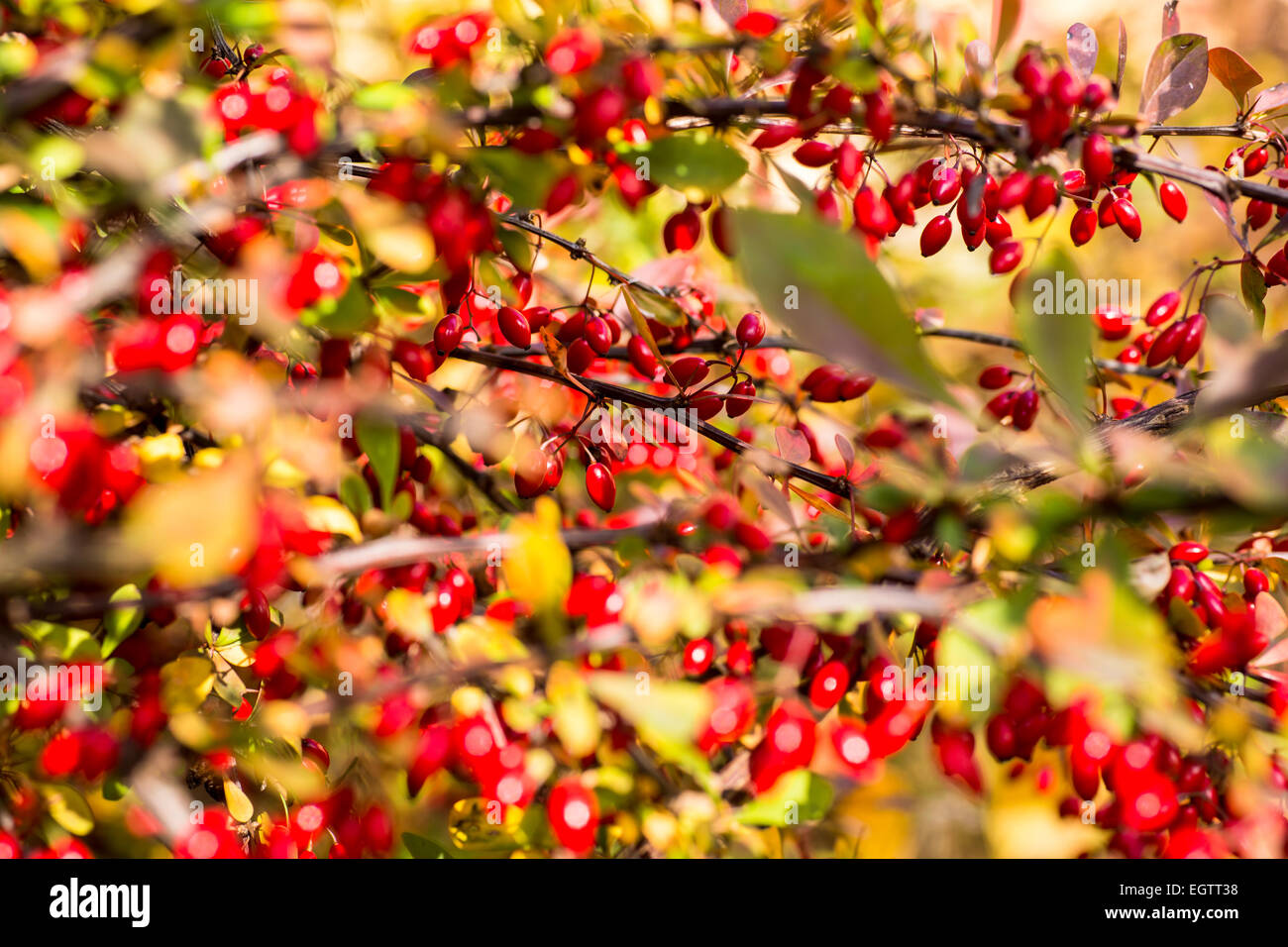 Barberries hi-res stock photography and images - Alamy