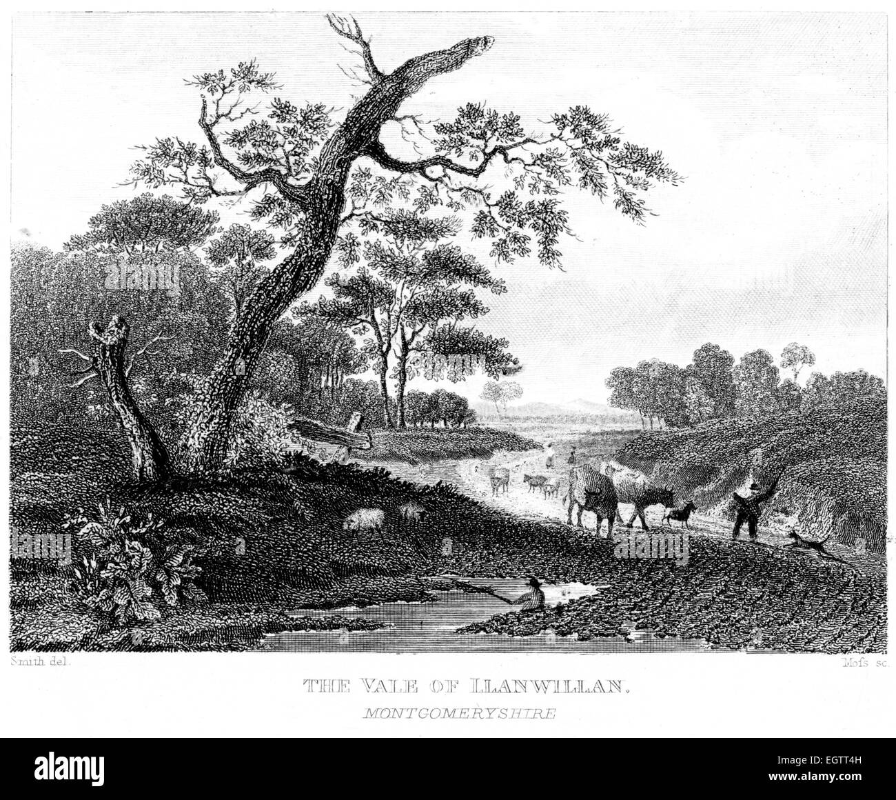 Llanfyllin tree hi-res stock photography and images - Alamy