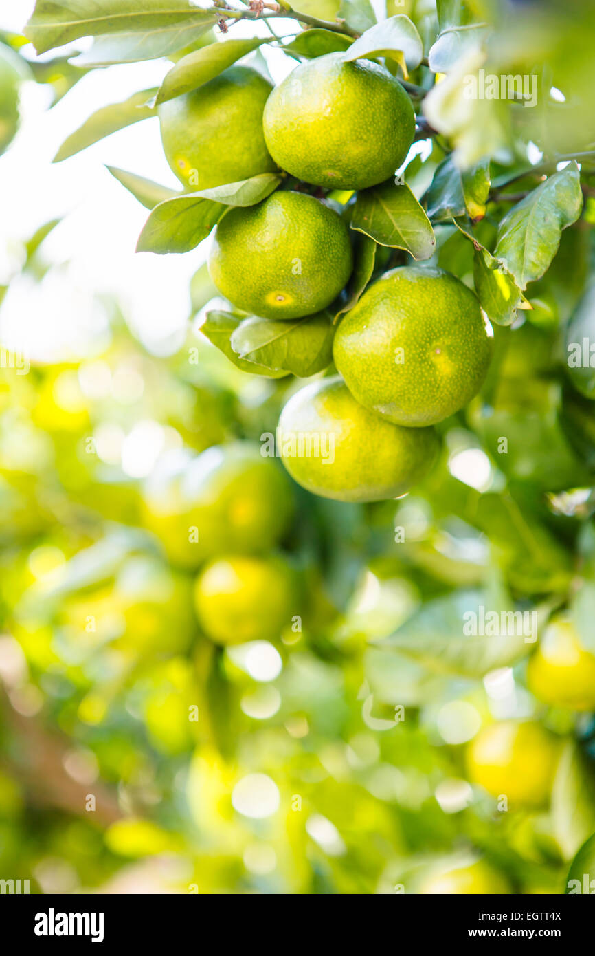 branch mandarin tree fruits green leaves Stock Photo - Alamy