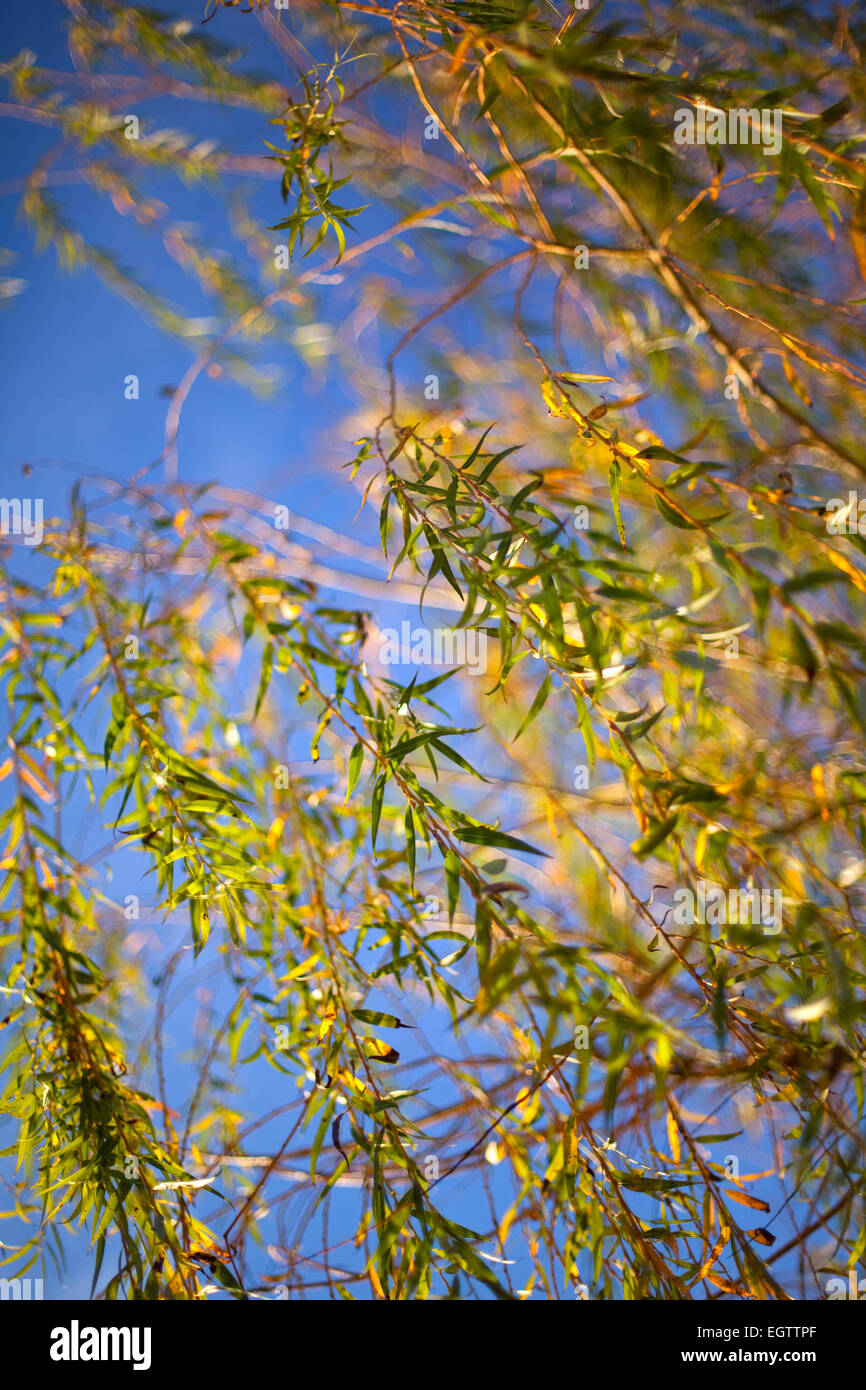 Sunlight reflection in a weeping willow in Autumn Stock Photo - Alamy