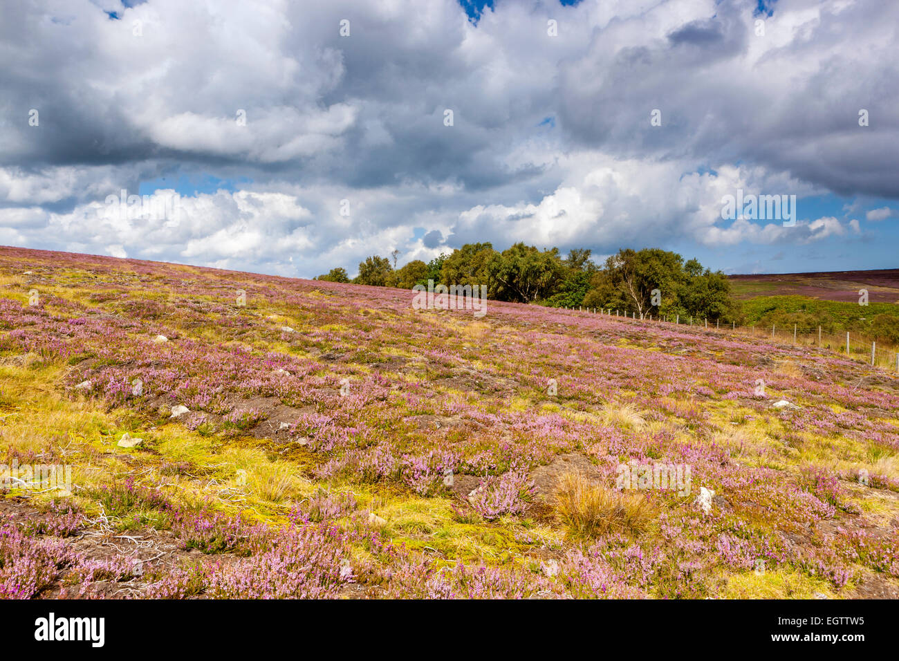 A view over Goathland Moor in the North York Moors National Park near ...