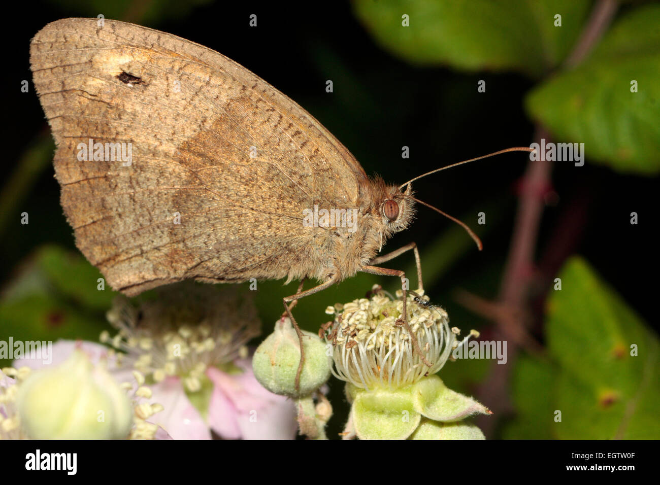 Butterfly nectar bramble hi-res stock photography and images - Alamy