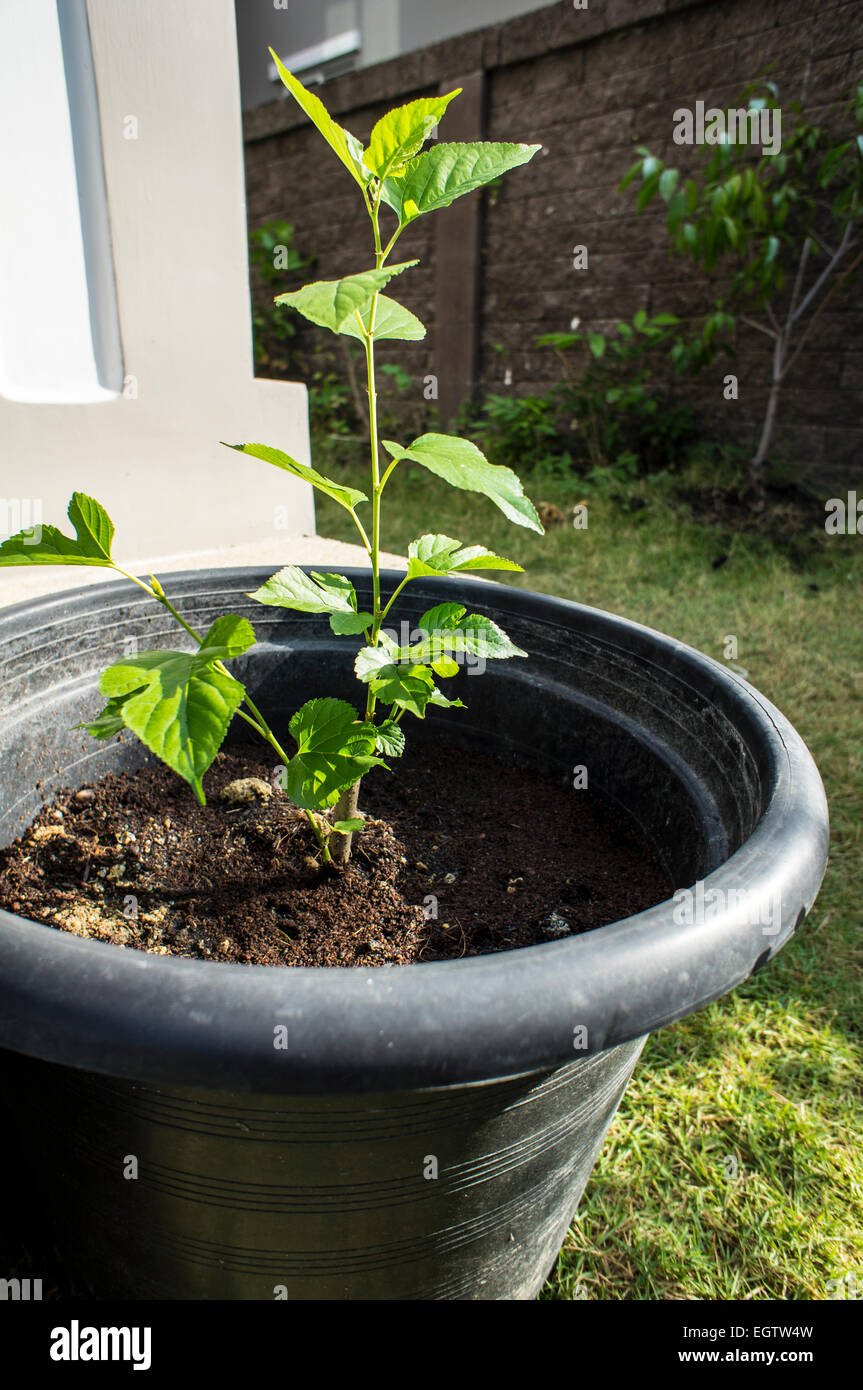 tree plant berry small soil sand pot Stock Photo - Alamy