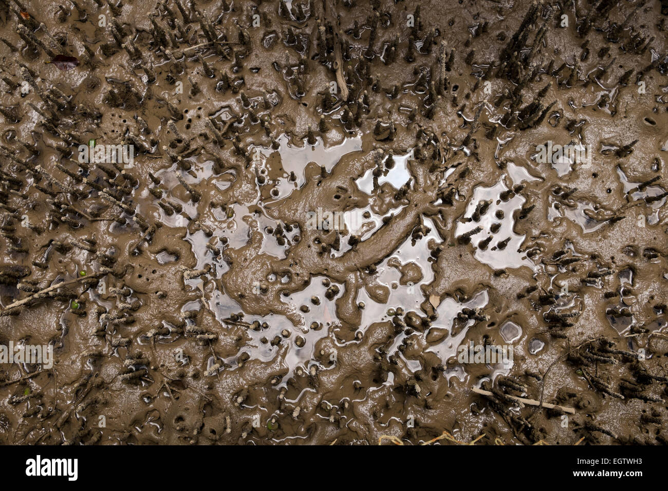 Mangrove community, swamp near Hururu Falls on the estuary of the ...