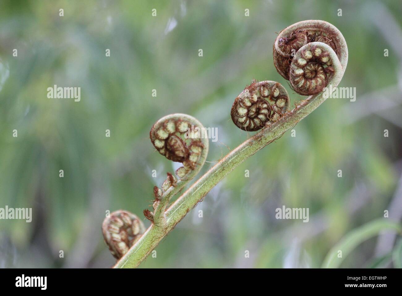 A Fiddlehead Fern in Kings Park Botanical Garden, Australia Stock Photo ...