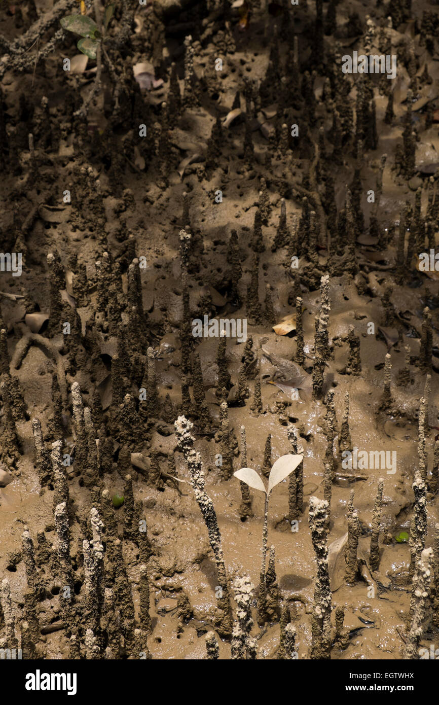 Mangrove community, swamp near Hururu Falls on the estuary of the ...