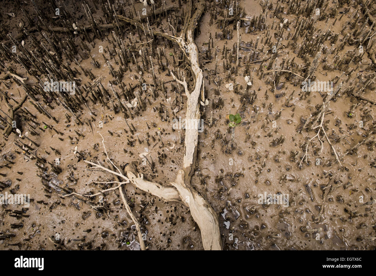 Mangrove community swamp near hururu hi-res stock photography and ...