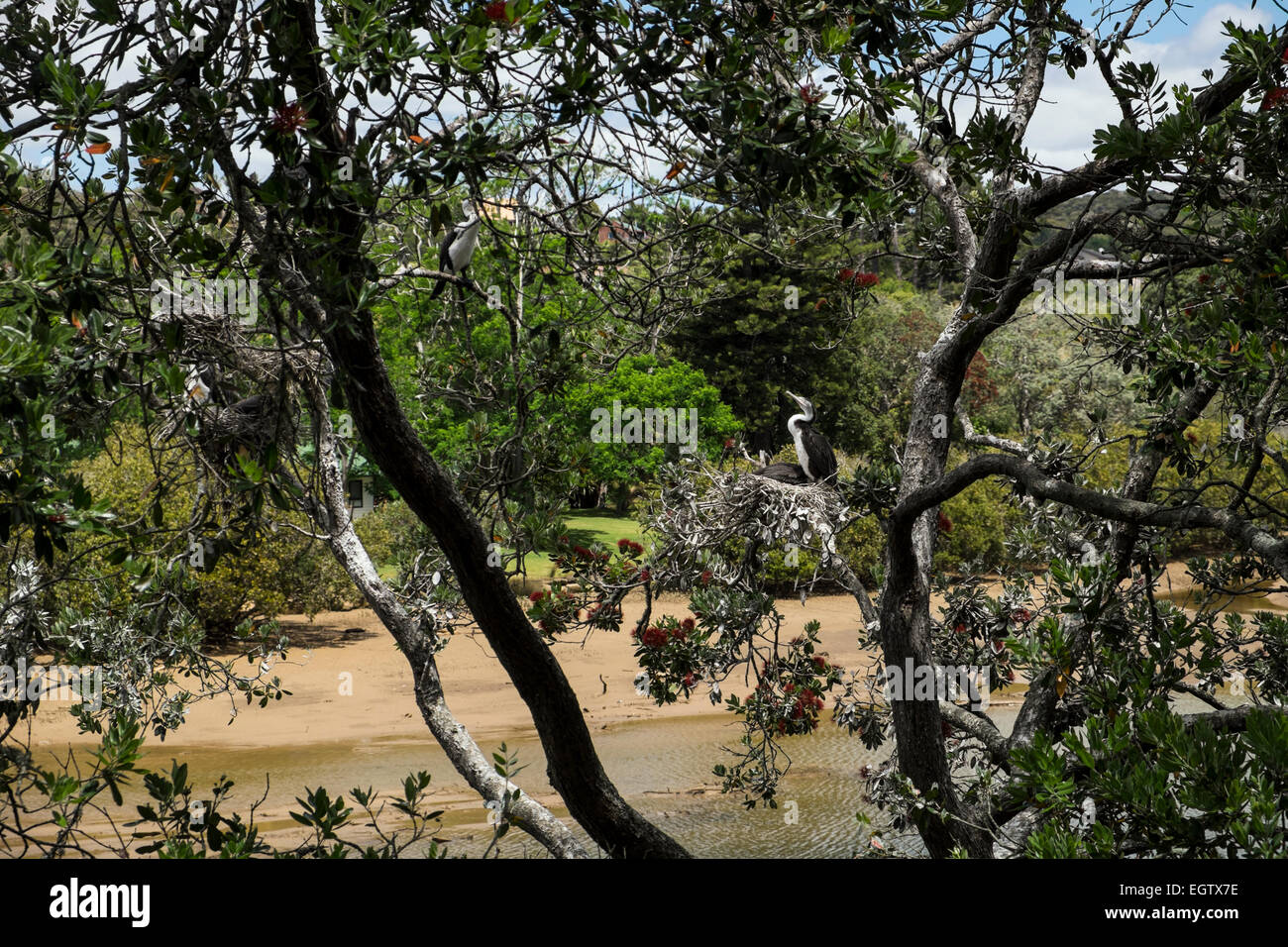 Kawau hi-res stock photography and images - Alamy